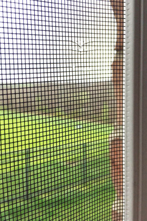 DIY Window Screen Repair: A Step-by-Step Guide in San Marcos | Kelly's ...