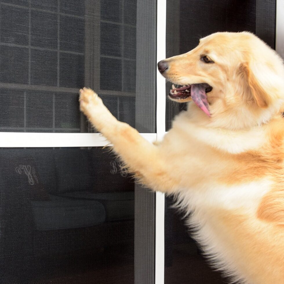 Pet Screen Repair in San Diego | Kelly's Mobile Window and Door Screen ...