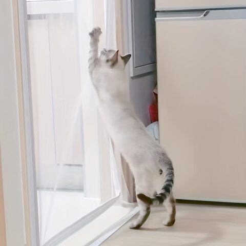 Pet Screen Repair in Coronado | Kelly's Mobile Window and Door Screen ...
